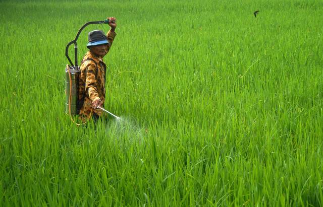 Bahaya Penggunaan Pestisida Pada Makanan untuk Kita